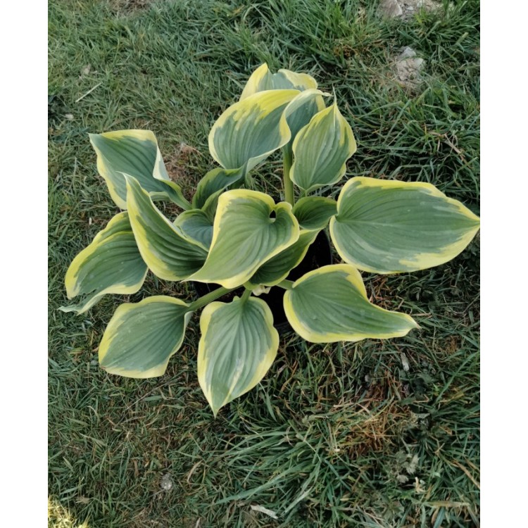 Hostas en taille extra-large - Pepiniere des Deux Caps